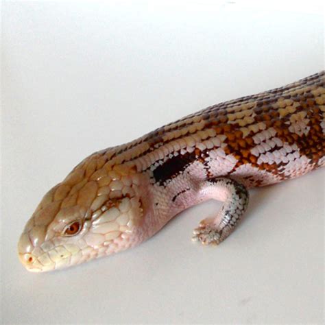 Blue Tongued Skink Species Pets With Scales