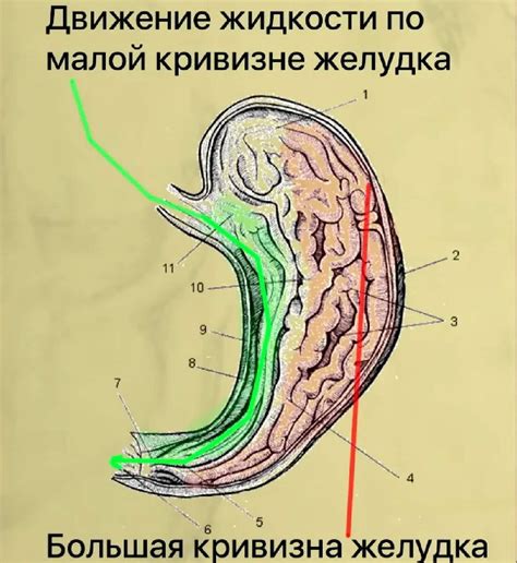Можно ли пить во время еды Алёна Коготкова Дзен