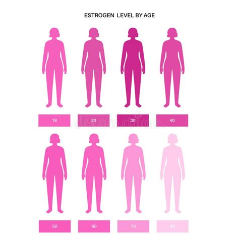 Testosterone Estrogen Level Stock Vector Illustration Of Chart Cycle