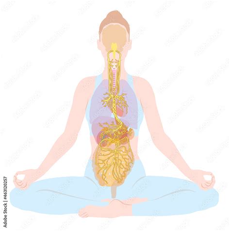Vagus Nerve And Human Organs Of A Woman Illustration Labeled Stock