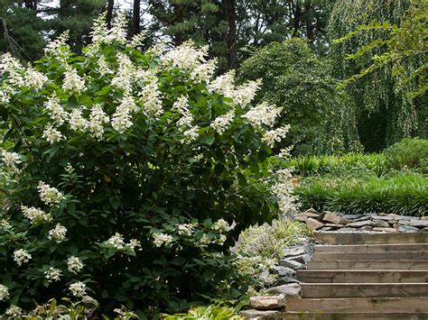 Купить Гортензия метельчатая Тардива Hydrangea paniculata Tardiva - в ...