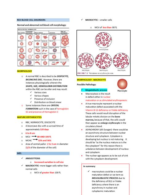 Red Blood Cell Disorders Part 1 And 2 Pdf Anemia Red Blood Cell