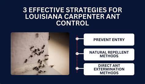 How To Effectively Get Rid Of Carpenter Ants In Louisiana Lajaunies