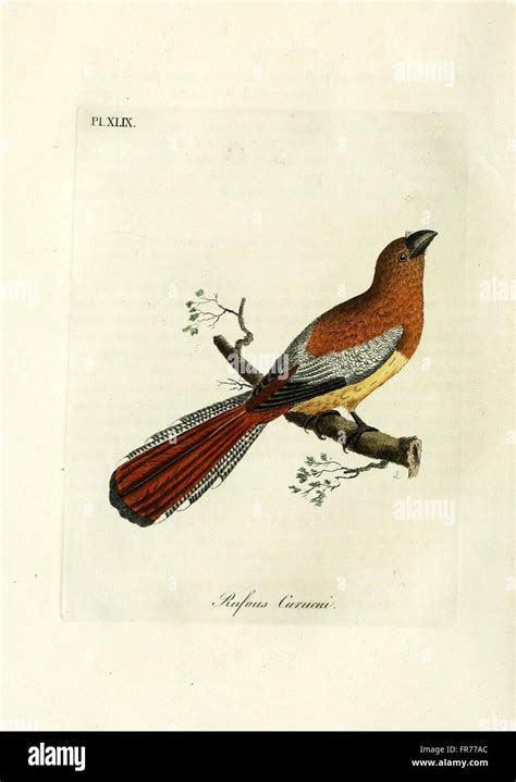 This Work Provides An Extensive Overview Of Bird Species Their Classification Behaviors And