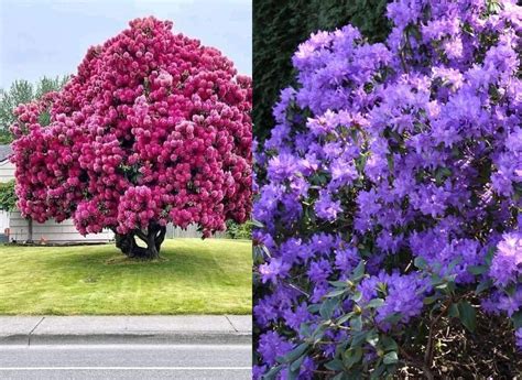 How To Grow A Rhododendron Tree My Lovely Oasis