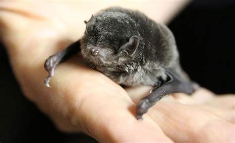 Micro Bats The Fraser Coast Beacon