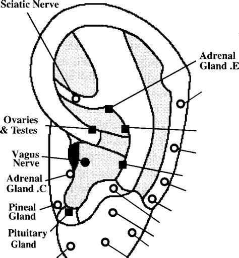 Ear Glands