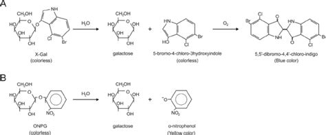Two ß Galactosidase Reporter Assays A X Gal Plate Assay And B The