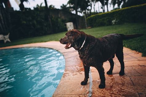 Welcome To Sydney Animal Physiotherapy Sydney Animal Physiotherapy