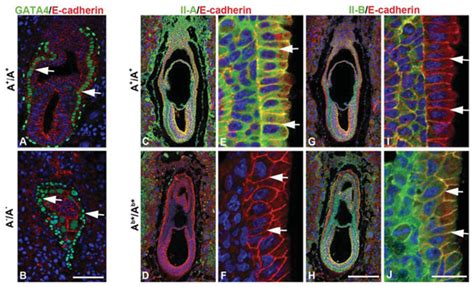 A B A B Embryos Exhibit Normal Visceral Endoderm At E65 Download