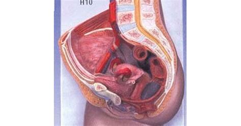 여성골반 2분리 모형 H10 생식기모형 3b 성교육교재