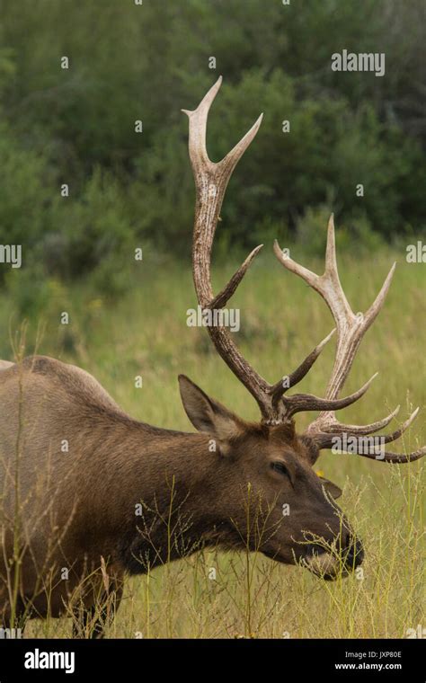 Bull Elk Cervus Canadensis With Large Antlers Feeding On Vegetation