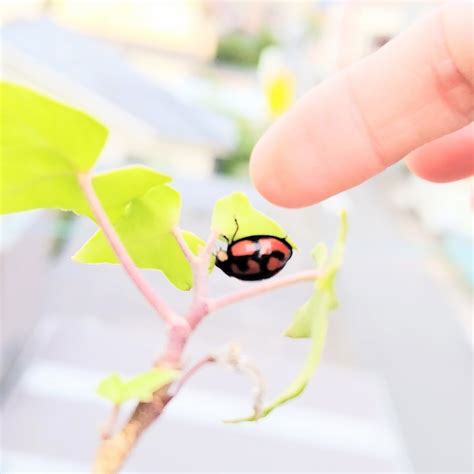 カメノコテントウアトリエこんぺいとう