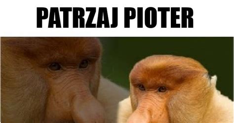 Patrzaj pioter memy gify i śmieszne obrazki facebook tapety