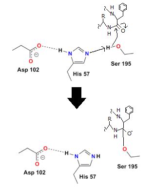 Trypsin Enzyme Definition Function Mechanism Lesson Study Com
