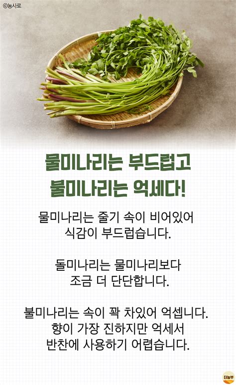 물·논·돌·밭·불 미나리 알쏭달쏭 미나리 종류 네이버 포스트