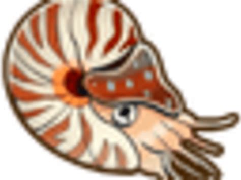 Chambered Nautilus Coral Island Critter Checklist Personal