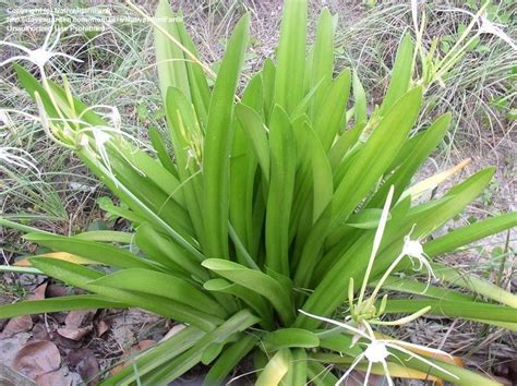 Plantfiles Pictures Mangrove Spider Lily Perfumed Spider Lily Spider Lily Hymenocallis