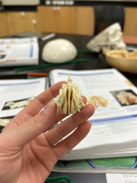 The Ethmoid Bone Lab Diagram Quizlet