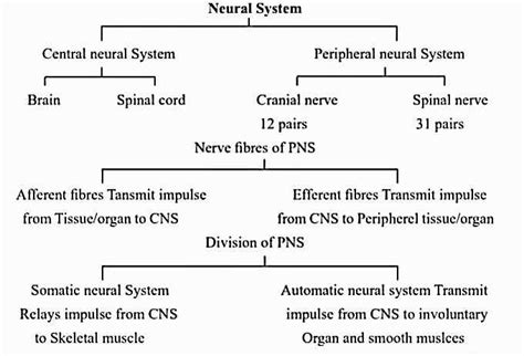 Class 11th Biology Chapter 21 Neural Control And Coordination Ncert
