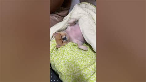 누워서 자는 강아지 Youtube