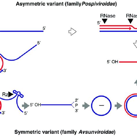 Rolling Circle Replication RCR In The Pospiviroidae And The Download Scientific Diagram