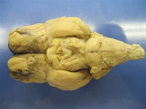 Sheep Brain Inferior View Diagram Quizlet