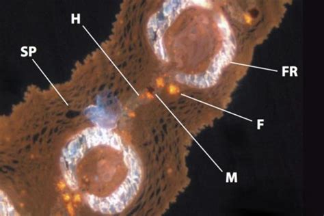 What Are Chromatophores And How Do They Work Chromatophore Types And