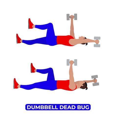 Premium Vector Vector Man Doing Dumbbell Dead Bug Bodyweight Fitness