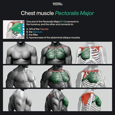 Anatomy For Sculptors Chest Muscle Pectoralis Major