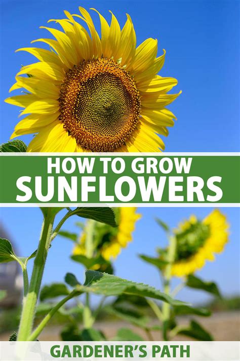 How To Plant And Grow Sensational Sunflowers Gardeners Path