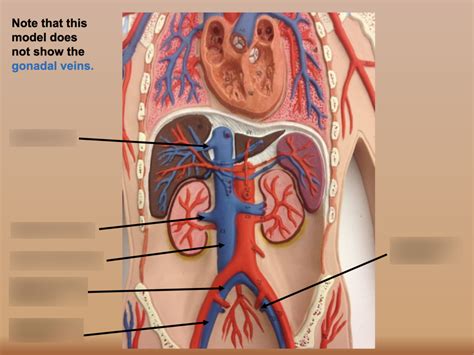 Vein Diagram Four Diagram Quizlet