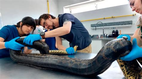 Liberaron en un lugar desconocido del norte de Uruguay a la anaconda más grande encontrada en el