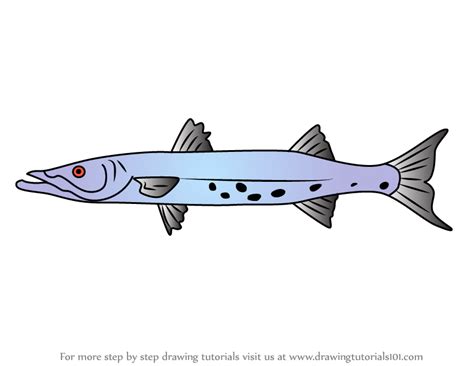 How To Draw A Barracuda Fish Fishes Step By Step