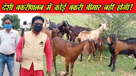 Goatfarming Deshibakripalan । देशी बकरी पालन में कोई बकरी बीमार नही