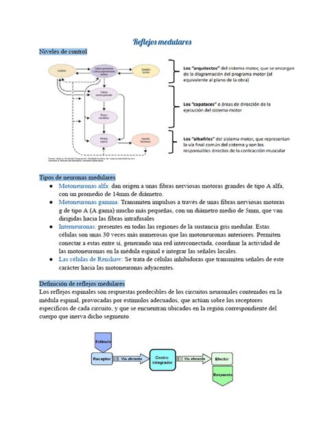 Fisiología Reflejos Medulares Pdf Músculo Esquelético Neurona