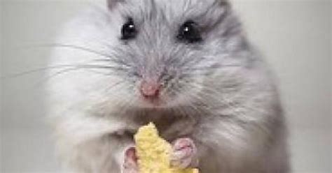 Mouse Problems Imgur