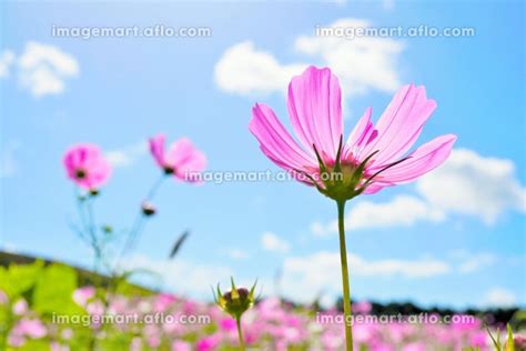青空を背景に光に透ける花畑のピンクのコスモスの写真素材 195000127 イメージマート