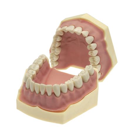Periodontal Jaw Model Jojenmodel Dental Model Teethdental Simulation