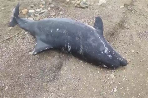 Trei delfini au fost găsiți morți pe plaja de la Eforie Momentul Zilei