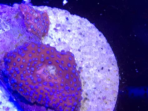 Wamas092117 Wamas Forums