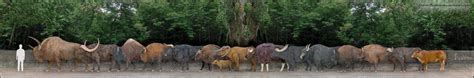 Animal Penises Size Comparison Telegraph