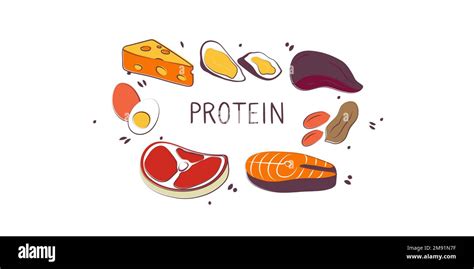 Protein Food Groups Stock Vector Images Alamy