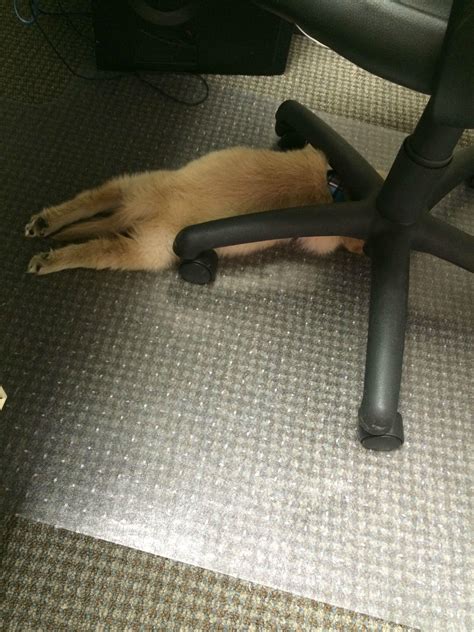 Brought My Puppy Charlie To Work Today Imgur