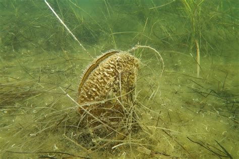Noble Pen Shell Fan Mussel Sea Wings Pinna Nobilis