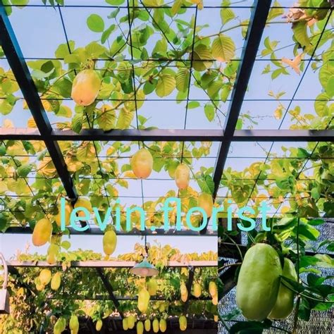 Jual Passiflora Guadrangularis Markisa Jumbo Erbis Bibit Tanaman Hias