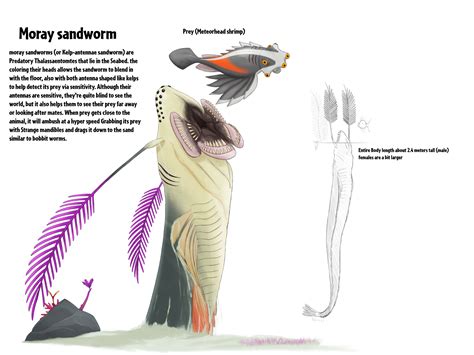 Moray Sandworm By Kittygirlxjanax On Deviantart