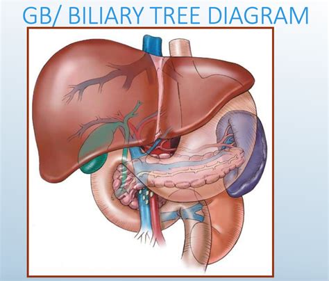 Biliary Tree Labeling Diagram Quizlet
