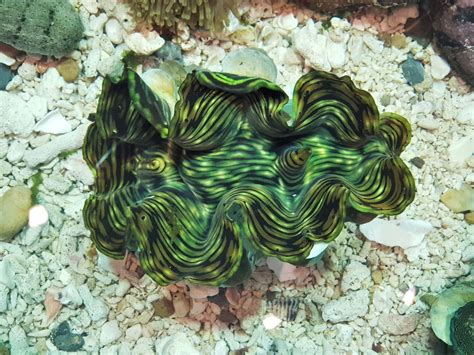 Derasa Clam Captive Bred Tridacna Clams