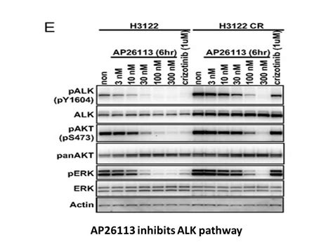 Apexbio Ap Anaplastic Lymphoma Kinase Alk Inhibitor Cas